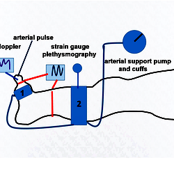Sites for recording the toe skin capillary flow and arterial pulse, and ...