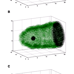 Simulations with four, six, and eight border cells at the same time ...
