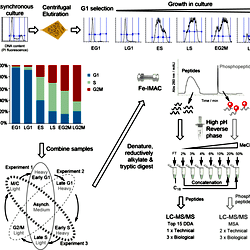 Schematic overview of the experimental workflow.