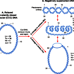DNA supercoiling.