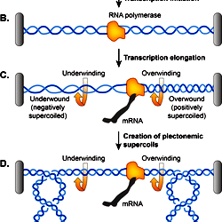 Twin supercoiling domain model for transcription-induced supercoiling.