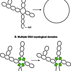 The chromosomal DNA within the nucleoid is segregated into independent ...