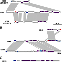 Modular evolution of MGEs.