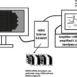 The schematic diagram of mfERG setup for experiment 1 and 2.