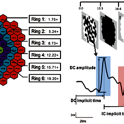 Schematic diagram for grouping the mfERG responses and the waveform of ...