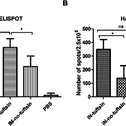 ELISPOT detection of in vitro IFN-γ production by splenocytes of ...