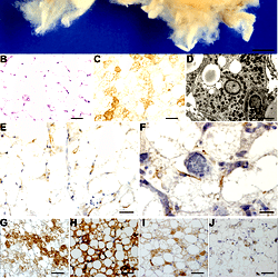 Overview of BATs and cells.