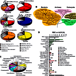 ALR statistics and phylogeny.