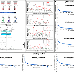 Schematic representation of experimental strategy for temporal proteome analysis of B. subtilis ...