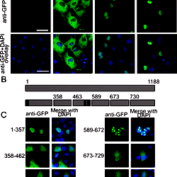 Nuclear localization signal (NLS) analyses of NKAPL in vitro.