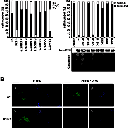 Subcellular localization and functional analysis of PTEN mutations at the N-terminal KRR motif.