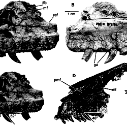 Maxilla of D. antirrhopus.