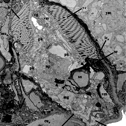 Anatomy of the mature male inside the attached Prometheus larva of ...