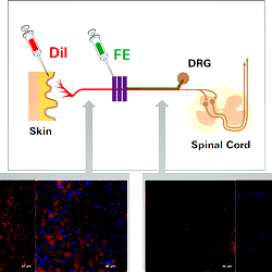 Principle of fluorescent tracer injection and DiI signal after CCI.