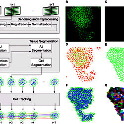 The developed system for the preprocessing, segmentation and tracking ...