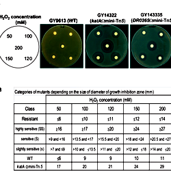 Measurement of sensitivity to H2O2 stress by disc inhibition assay ...