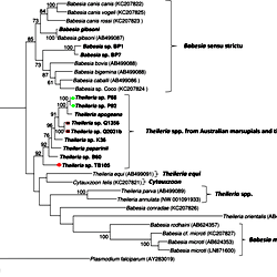 Phylogenetic analysis of cytB nucleotide sequences from Australian ...