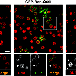 Inter-cellular transfer of Ran.