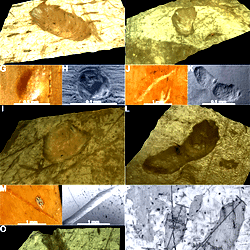 The pits and scores from the experimental study and the spoons.