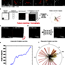 Quantification of premitotic intracellular rotation using feature ...