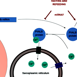 Model of pvalb regulation and its effects in the fast-twitch muscle of ...