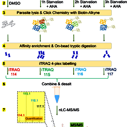 Schematic representation of the integrated BONCAT-iTRAQ 4-plex workflow.