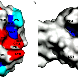 LPS and OmpC receptor binding patches on the LTF tip.