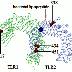 Positively selected sites in the three dimensional structure of TLR1 ...