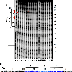 Binding of VanUG, VanRG, and VanRG-P to the PYG resistance promoter.