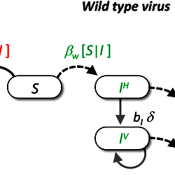 Schematic representation of the pathogen life cycle.