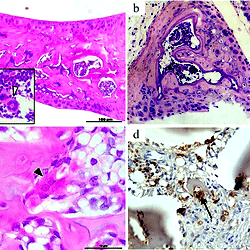Representative illustration of H&E stained rat and mouse menisci ...