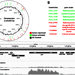 Genome-wide GdhR regulon during late-exponential growth.