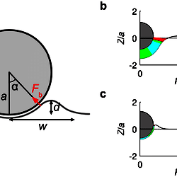Illustration of the particle wrapping process.