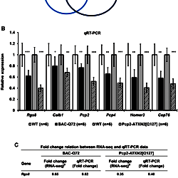 Comparison of transcriptome changes in BAC-Q72 and Pcp2-ATXN2[Q127] mice.