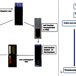 TLRP preparation from turtle blood samples.