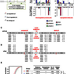 Cis elements associated with regulated pAs.