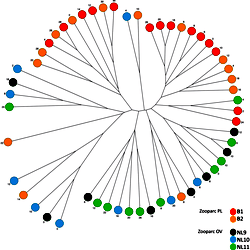 Unrooted UPGMA dendrogram based on the Dice distances matrix depicting ...