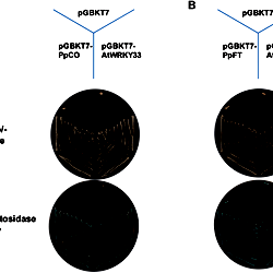 Transcriptional activation analysis of PpCO and PpFT in yeast.