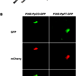 Expression patterns of PpCO and PpFT.