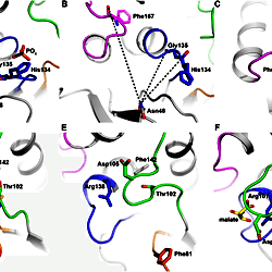 Structural changes in the PTP loop involving.