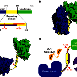 Schematic of CaMKII Subunit Structure.
