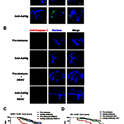 Blockade of AaHig resulted in apoptosis of neural cells and reduction ...