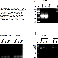 Blocking efficiency of three kinds of blocked primers in PCR ...