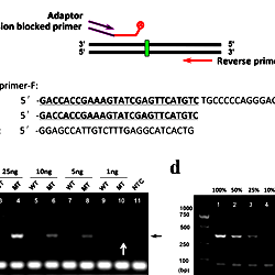 Sensitivity and selectivity of the modified PR-PCR for mutation ...