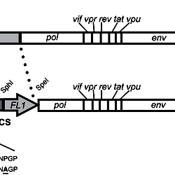 Construction of an HIV-1 derived lentiviral expression system harboring ...