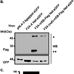 Functional cleavage at the engineered F2A site.