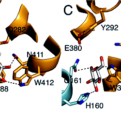 Sugar-releasing pathway in GLUT1.