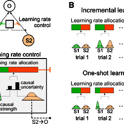 Causal learning model.