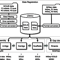 Overview of the hybrid assembly pipeline.