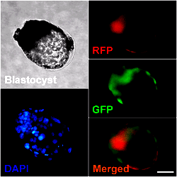 Green fluorescent protein (GFP) and red fluorescent protein (RFP ...